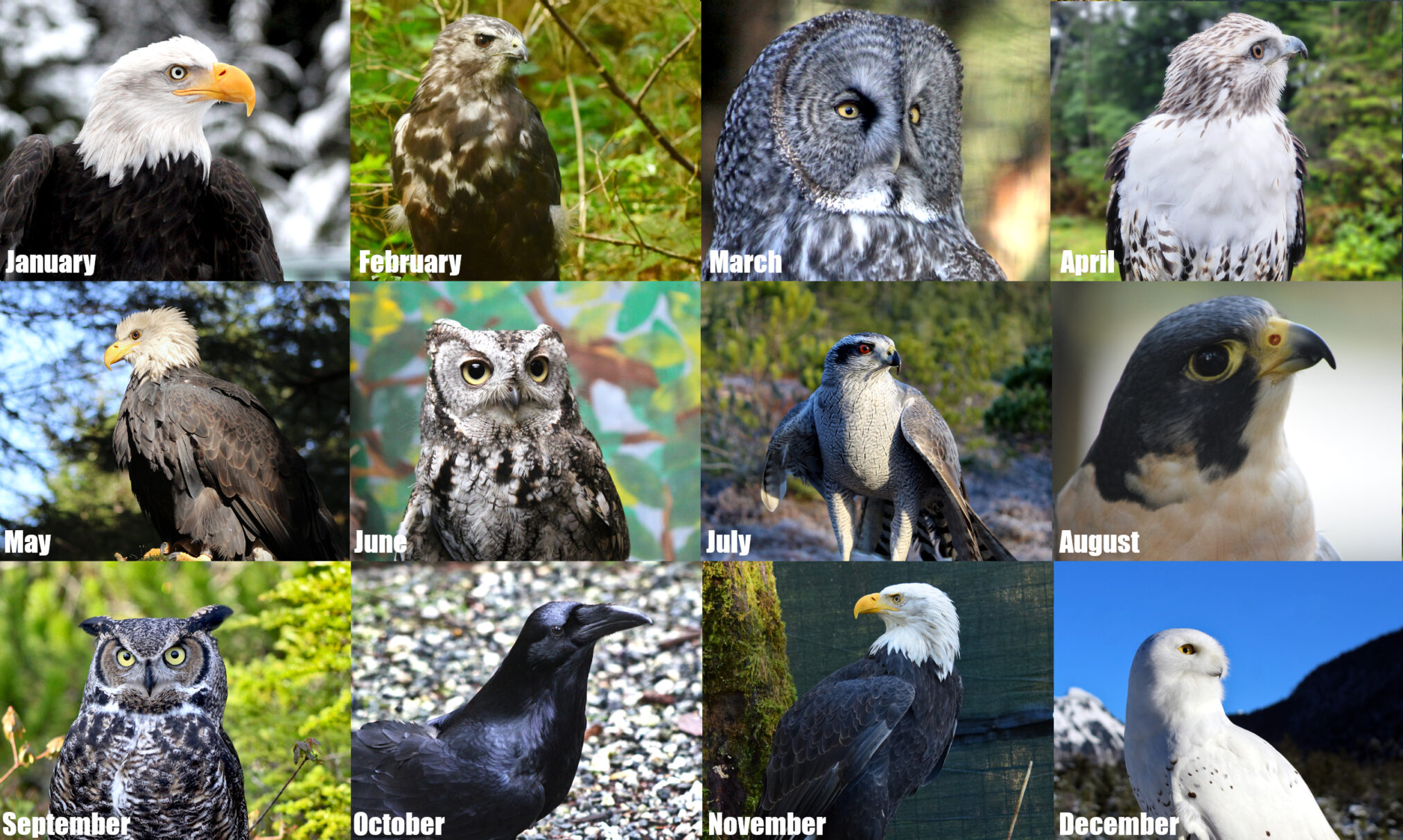 Alaska Raptor Center 2023 Calendar – Alaska Raptor Center