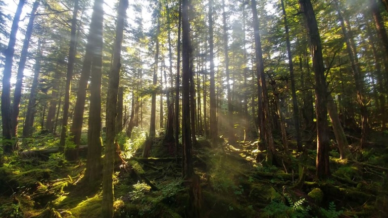 Explore the Rainforest – Alaska Raptor Center