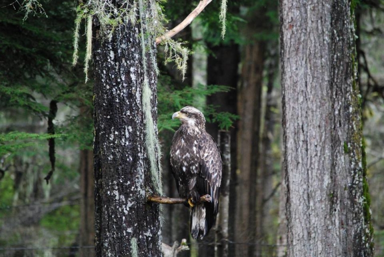 Explore the Rainforest – Alaska Raptor Center