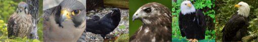 Adopt-a-Raptor – Alaska Raptor Center